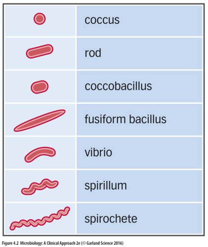 Microbiology Exam Chapter An Intro To Cell Structure And Host