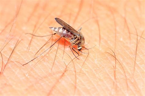 Preguntas Frecuentes Sobre El Virus Zika