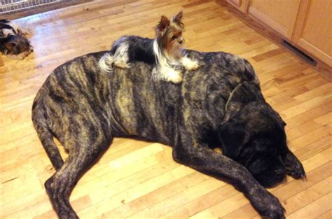 American Biewers Biewer Terrier Puppies For Sale In Jamestown Tn
