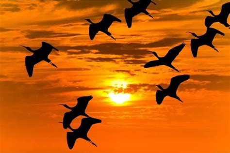 Why Do Birds Fly At Sunset Surprising Answer Faqs Birding Outdoors