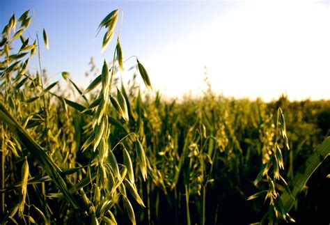 Initial Agronomic Benefits Of Enhanced Weathering Using Basalt A Study