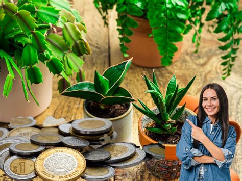 Qu Plantas Atraen Abundancia A Tu Hogar Opciones Por Menos De