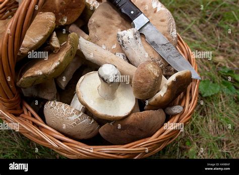 Harvested At Autumn Amazing Edible Mushrooms Boletus Edulis King