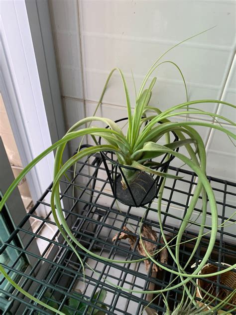Airplant Tillandsia Royale Balbisiana X Velutina Hybrid Furniture