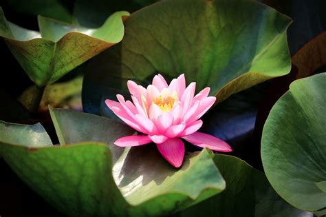 Lotos Kwiat Lotosu R Owy Darmowe Zdj Cie Na Pixabay Pixabay