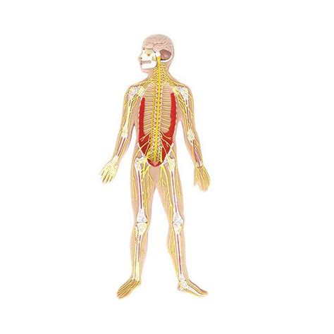 Modelo anatómico de cuerpo entero NS 06 MeiWo Science de nervio