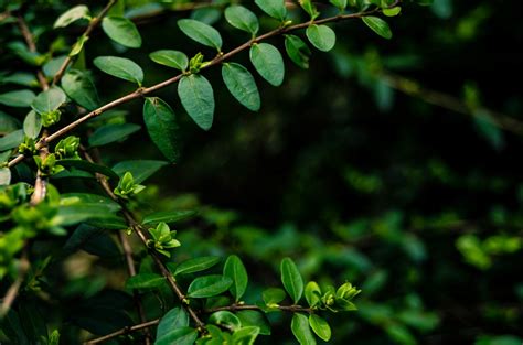 Fotos gratis árbol naturaleza bosque rama luz de sol hoja flor