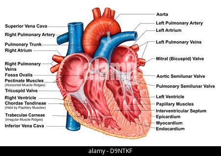Anatomy Of Human Heart Cross Section With Detailed Internal Stock