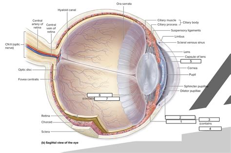 Anatomy Of Eye Sagittal View Diagram Quizlet