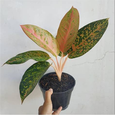 Jual Aglaonema Big Roy Tanaman Hias Pot Aglonema Sesuai Foto Shopee