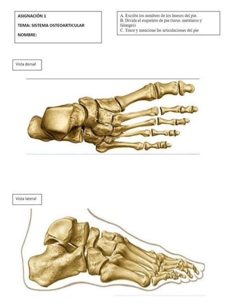 Sistema Osteoarticular DALIA UDocz