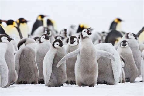 Pingüino emperador características hábitat reproducción nutrición