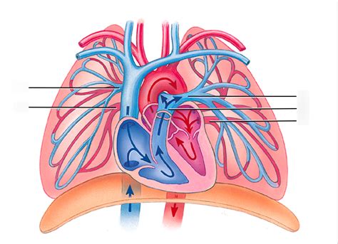 Figure 30 13 Blood Vessels Of The Pulmonary Circulation Diagram Quizlet
