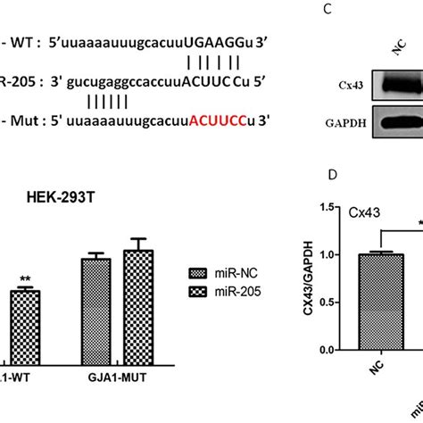 GJA1 Cx43 Is A Target Gene Of MiR 205 A MiR 205 And GJA1 Binding