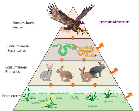 La Cadena Alimenticia
