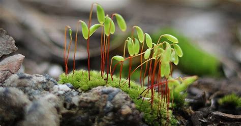 Moss Life Cycle Complicated And Impressive Aspects You Should Know