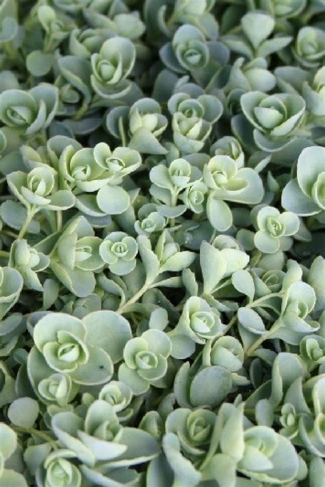 Voici les meilleures plantes grasses résistantes au froid de l hiver
