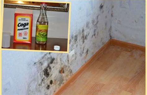 10 Trucos Para Quitar Y Evitar Las Manchas De Moho En Las Paredes