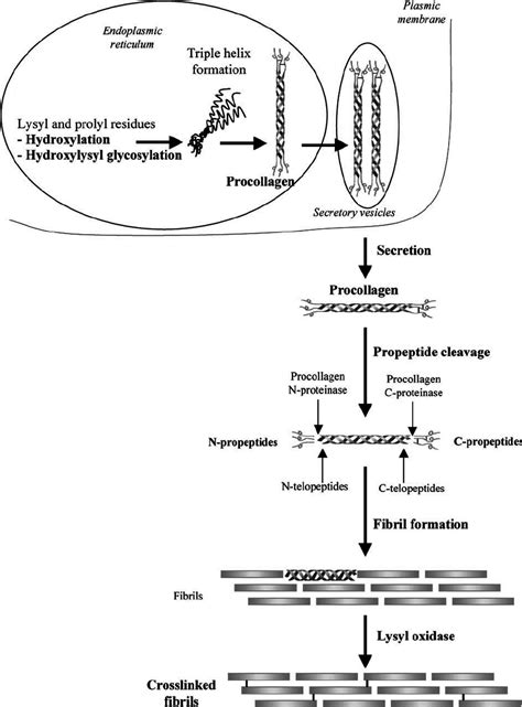 Schematic Diagram Showing The Different Posttranslational Modifications