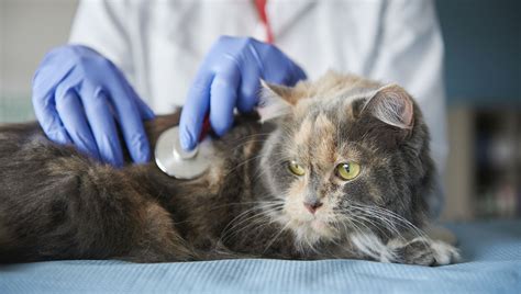 Consejo De Colegios De Veterinarios De Castilla Y Le N