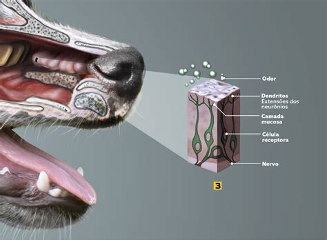 Persona con experiencia Cumbre carbón anatomia do cachorro Arthur Conan