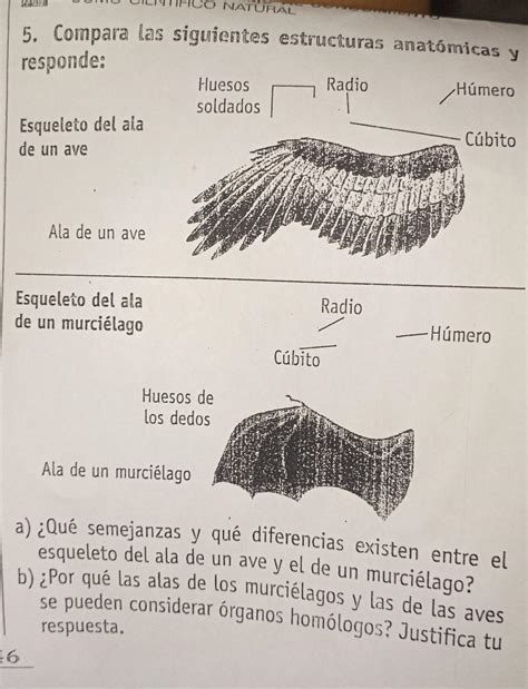 AYUDAAAAAcompara las siguientes estructuras anatómicas y responde