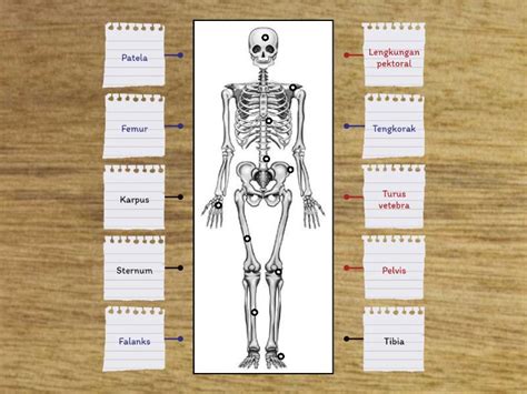 Sistem Rangka Manusia Labelled Diagram