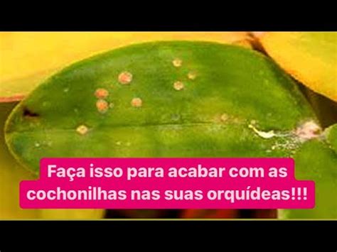 FAÇA ISSO PARA MANTER AS COCHONILHAS E PULGÕES LONGE DAS ORQUÍDEAS