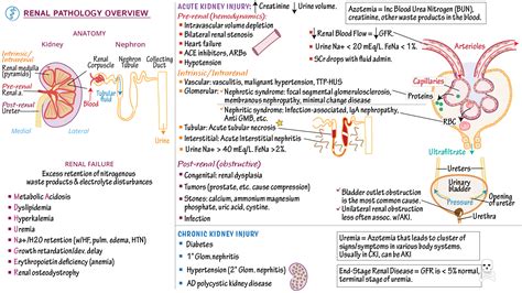 Renal System Renal Pathology Overview Ditki Medical Biological