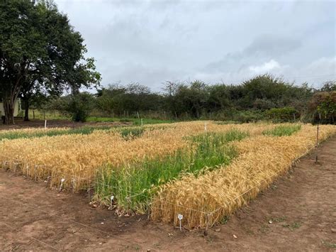 Estudo científico inédito mostra potencial de expansão do cultivo de