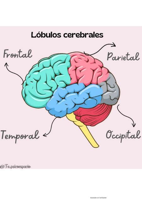 Lobulos Cerebrales Tu Psicoespacio UDocz