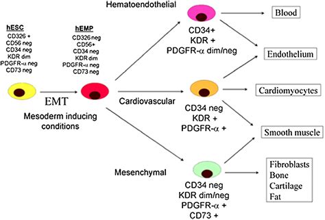 mapping the first stages of mesoderm commitment during differentiation of human embryonic stem