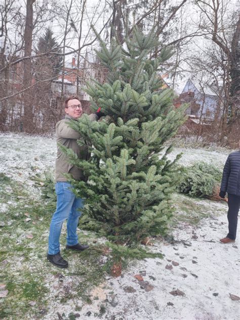 Weihnachtsbaumverkauf Zugunsten Des Vereins Kampf Gegen Krebs E V