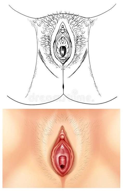 Vagina Clit Diagram Erotic Photos Of Naked Girls