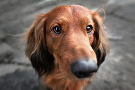 Todo Lo Que Debes Saber Sobre Las Cataratas En Los Ojos De Los Perros