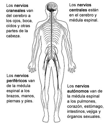 Sistema Nervioso Para Colorear 4 Dibujo