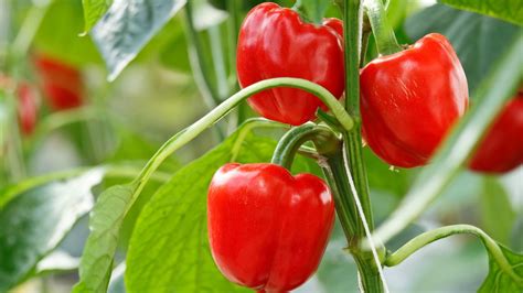 Cómo cultivar pimientos Hogarmania
