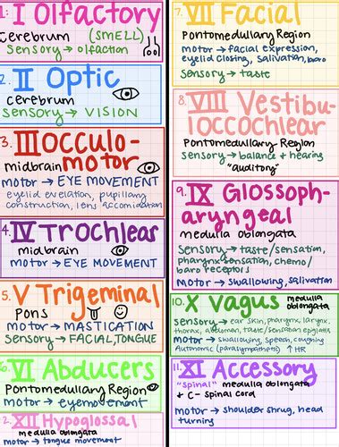 Nervous System Ch Flashcards Quizlet