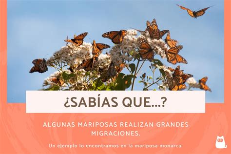 20 Curiosidades de las mariposas que te sorprenderán Descúbrelas