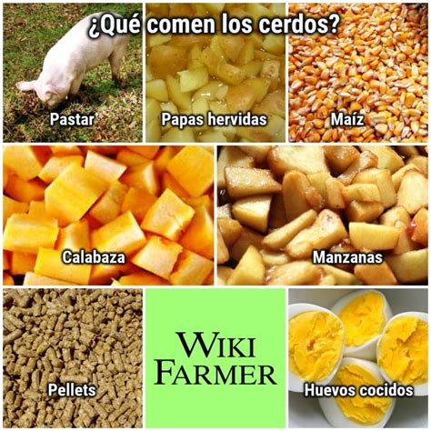 C Mo Alimentar A Los Cerdos Wikifarmer