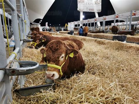Expo Ganadera Pilar De La Feria El Heraldo De Aguascalientes
