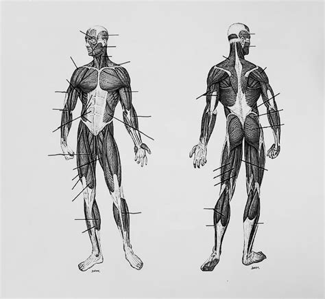 Anatomy Muscle Identification Lab Practical Diagram Quizlet