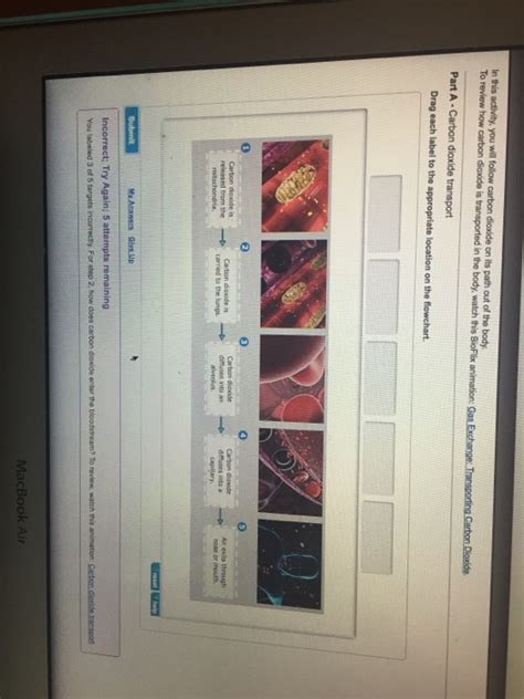 Solved In This Activity You Will Follow Carbon Dioxide On Chegg