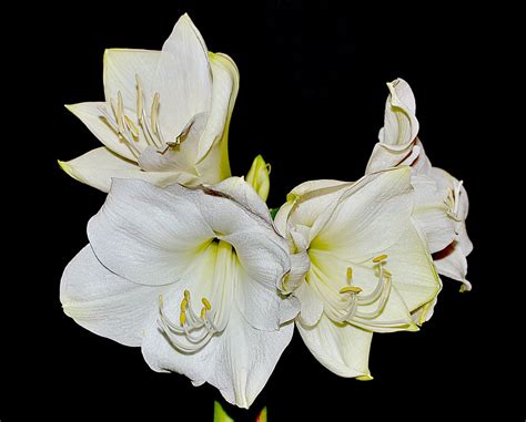 Blomma Vit Amarylis Gratis foto på Pixabay Pixabay