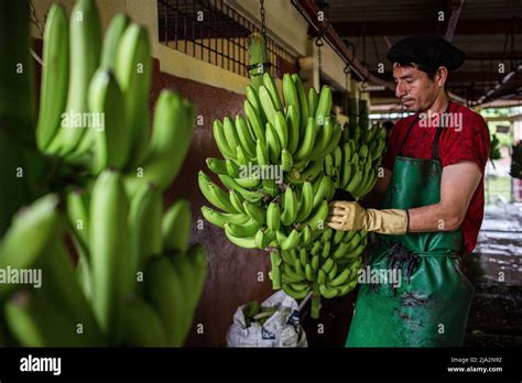 Ecuador Banana Harvesting Hi Res Stock Photography And Images Alamy
