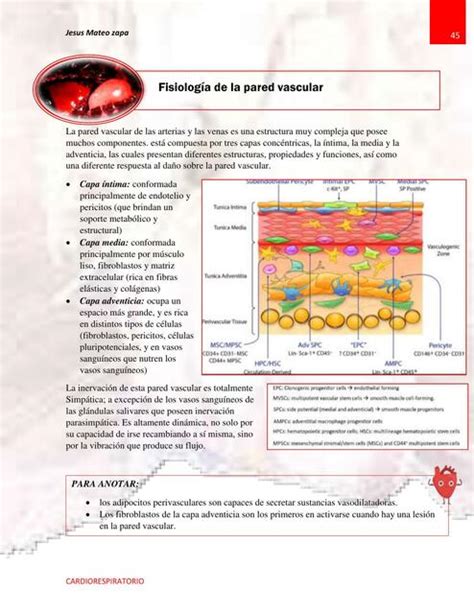 Fisiología de la Pared Vascular jesus mateo zapa uDocz