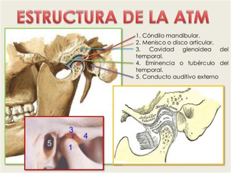 Articulación temporomandibular disfunción causas tratamiento y