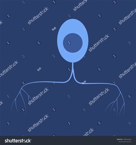 Education Chart Biology Nerve Cell Diagram Stock Vector Royalty Free