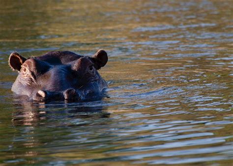 Sunset Cruise On The Zambezi Zambia Audley Travel UK