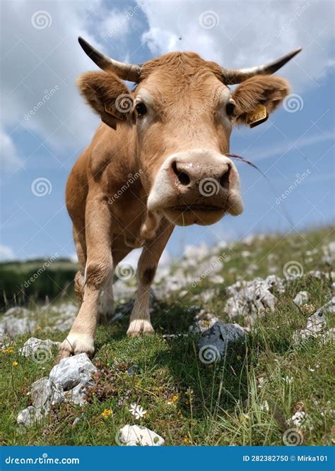 A Nice Close Up Of A Cute Curious Cow Stock Photo Image Of Cute